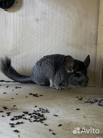 Продам Шиншиллу девочка ей годик, с клеткой