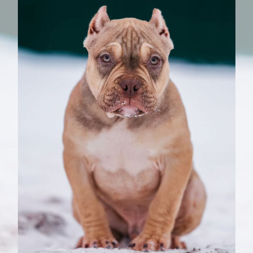 Американский булли, щенок