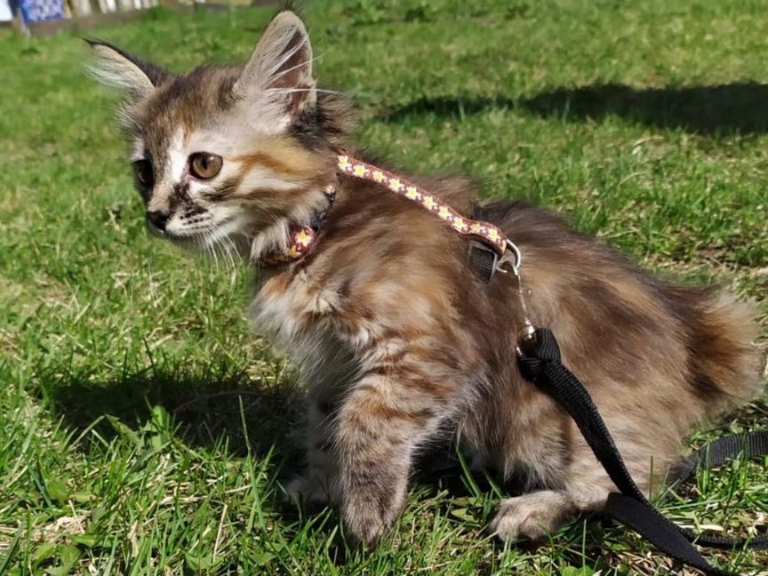 Кошечки Курильский Бобтейл