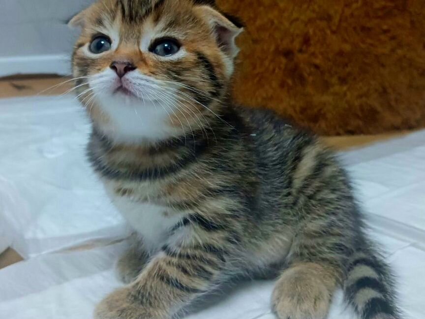 Шотландские котята