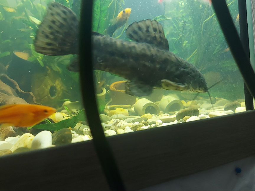 Сом большой