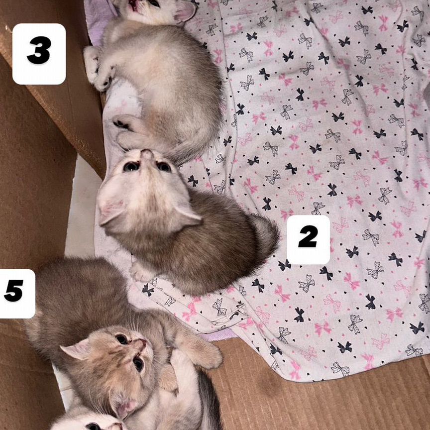 Британские котята шиншилла