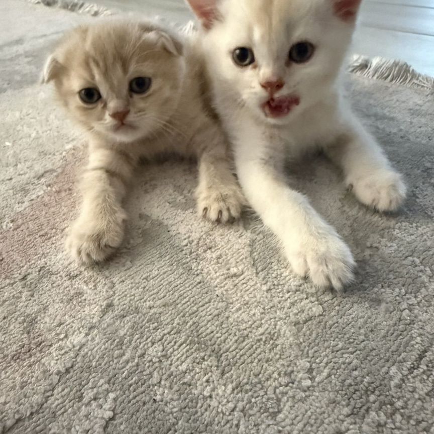 Котята