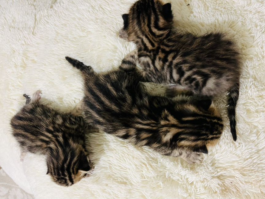 Бенгальские котята