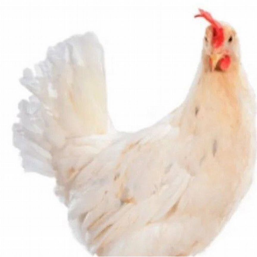 Куры молодки Супер ник