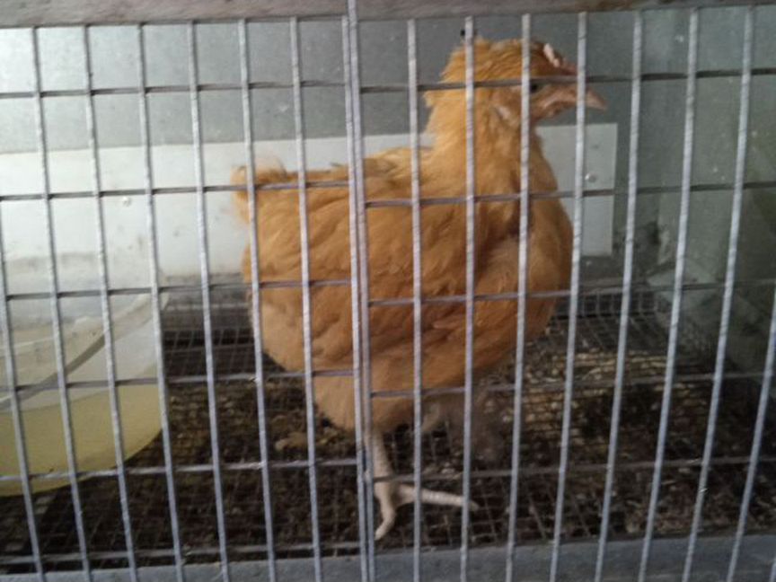 Орпингтон палевый