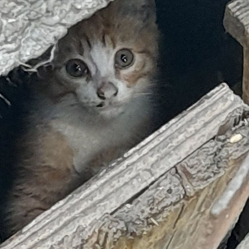 Три малыша хотят жить