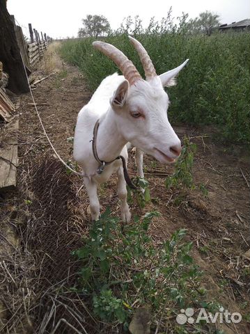 Зааненская дойная козачка 5 мес