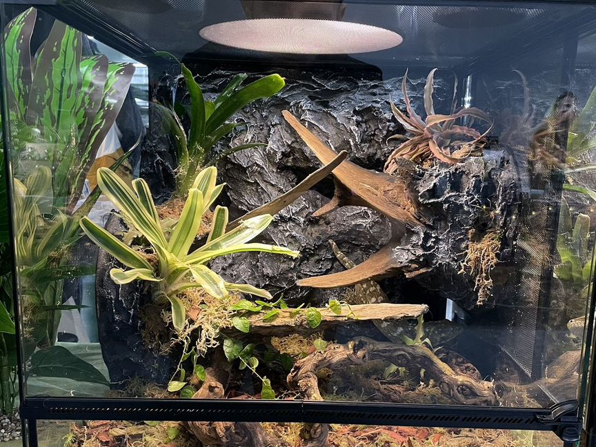 Террариум для рептилий