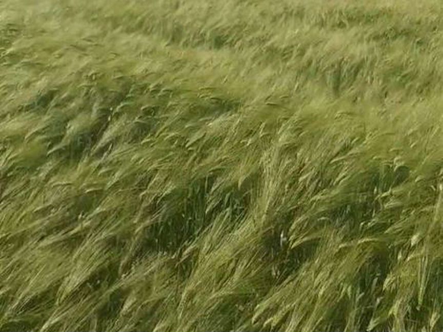 Ячмень семенной "Вакула"