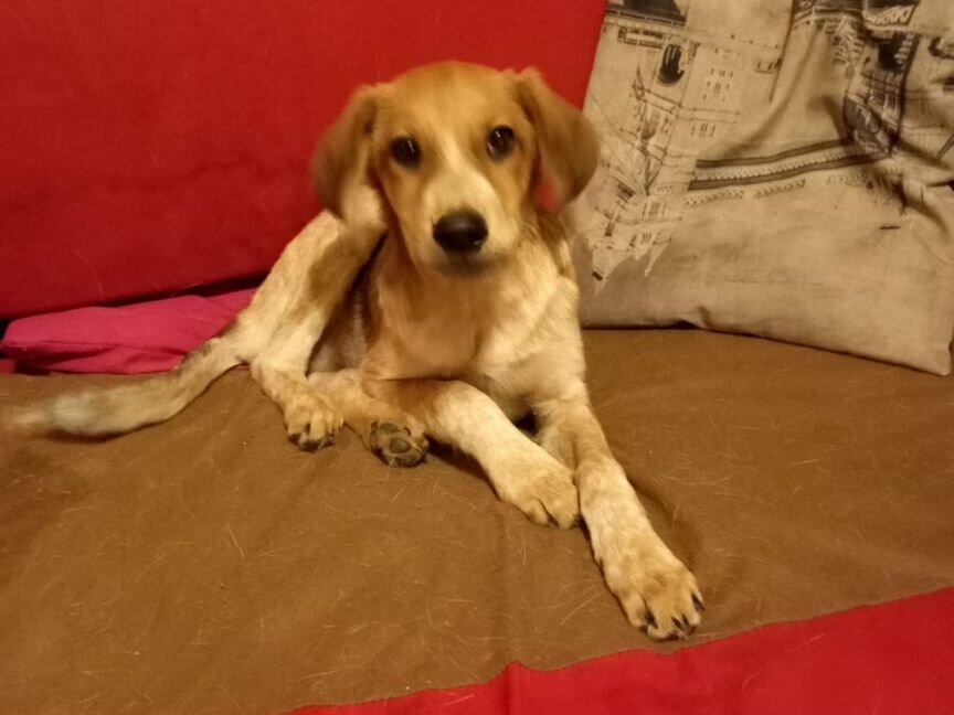 Лорду нужен дом