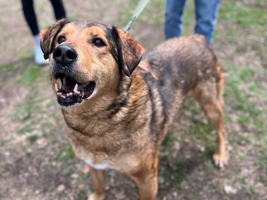 Собака в добрые руки отдам бесплатно