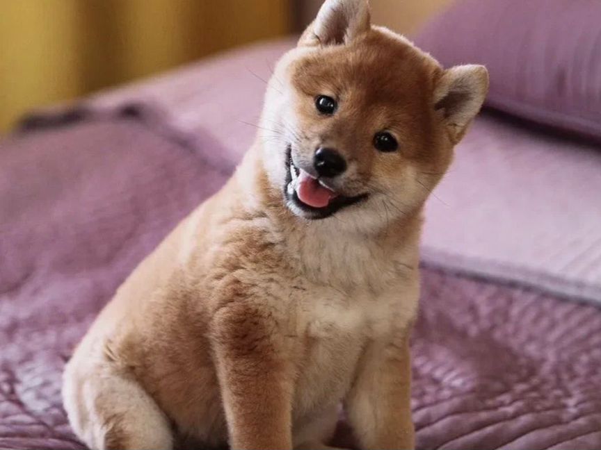 Щенки сиба ину