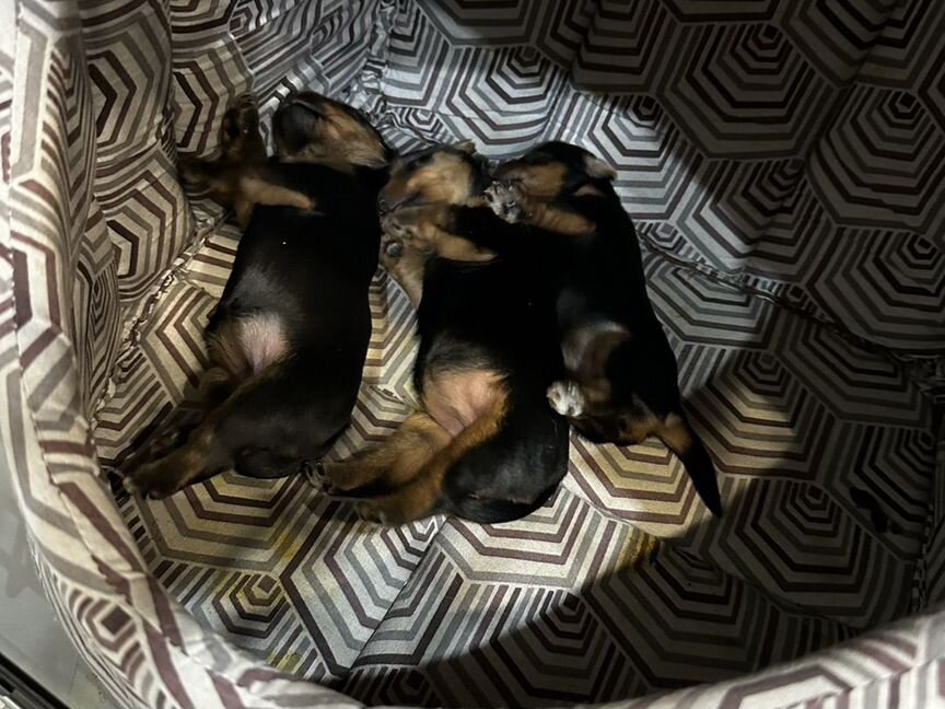 Собака йоркширский терьер