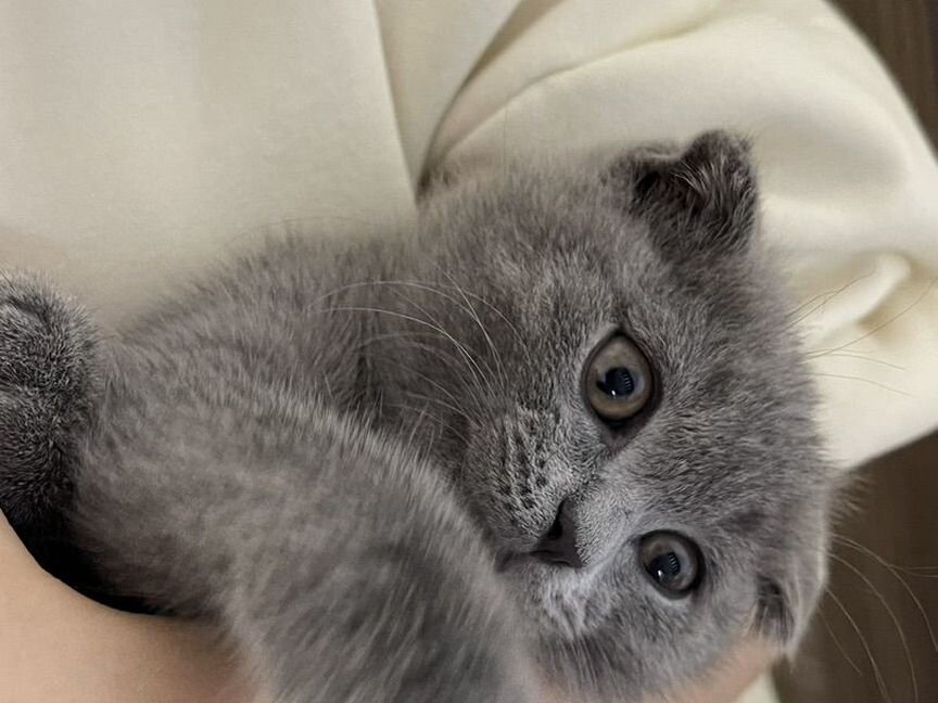 Шотландский вислоухий котенок