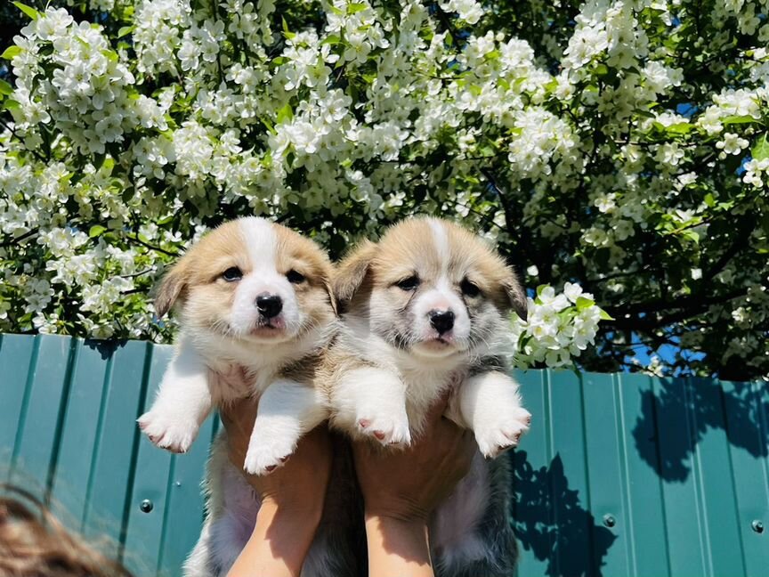 Вельш-корги пемброк щенки