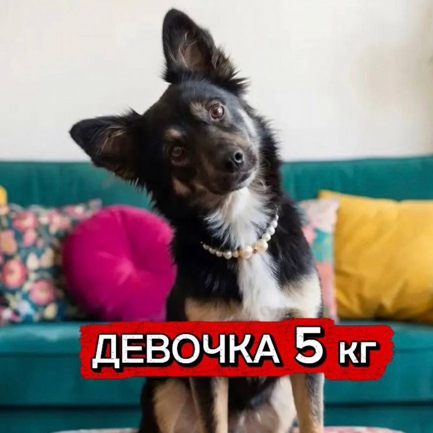 Взрослая собака в добрые руки