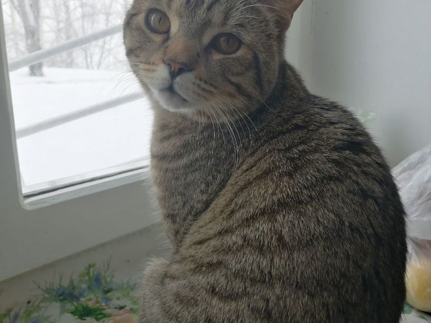 Кошка