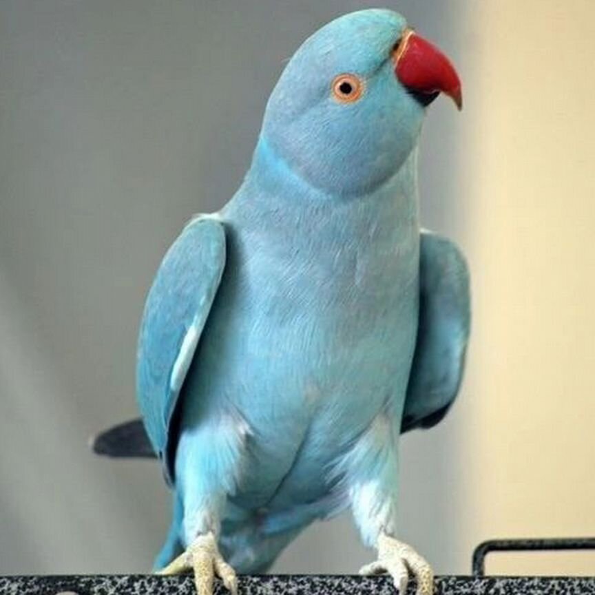 Ожереловый попугай