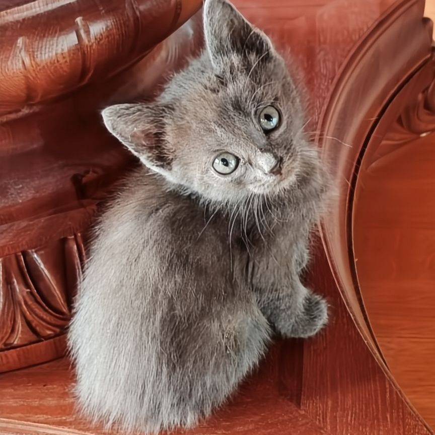 Котёнок в добрые руки