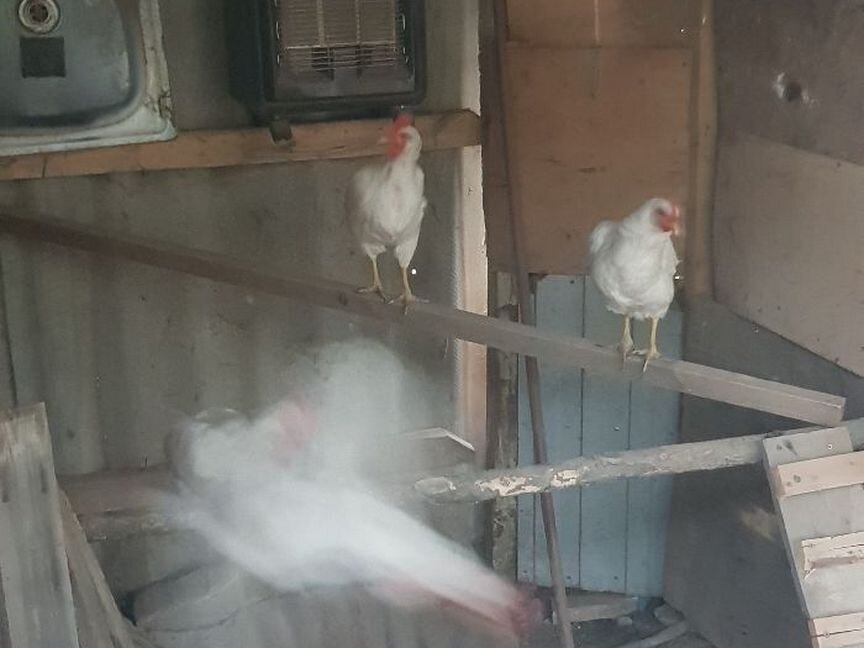 Куры несушки