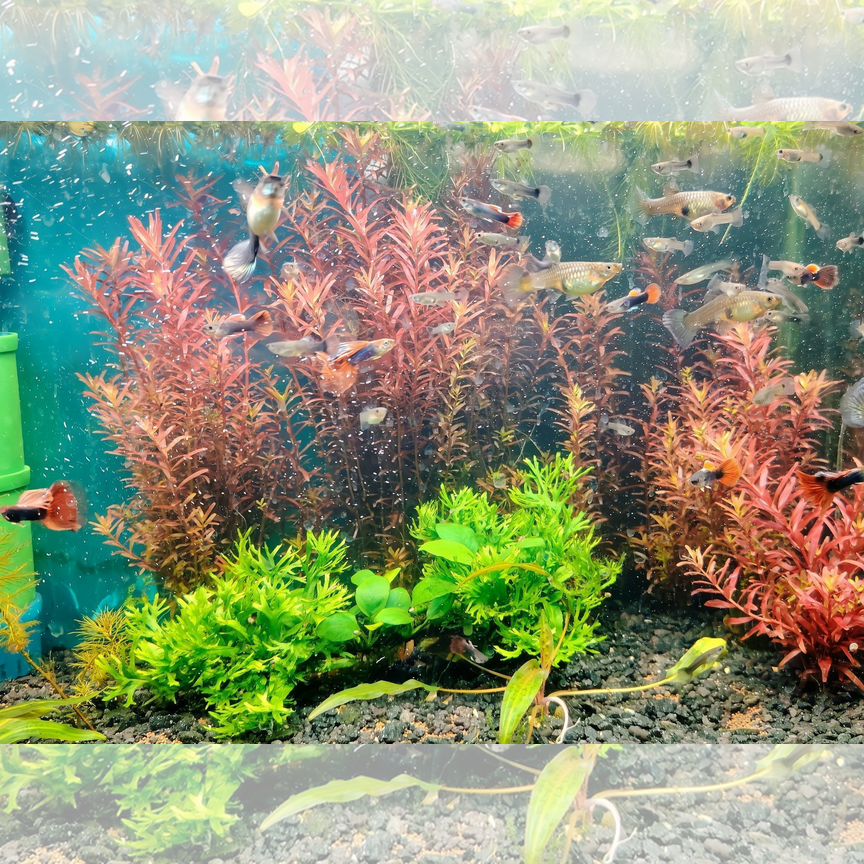 Аквариумные растения прополка, аквариум