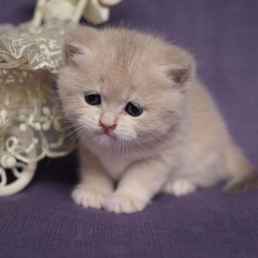 Котик голубое золото
