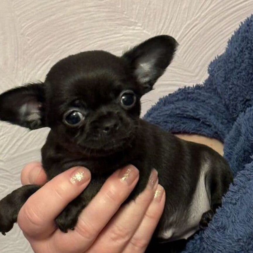 Чихуахуа, девочки, мини и стандарт