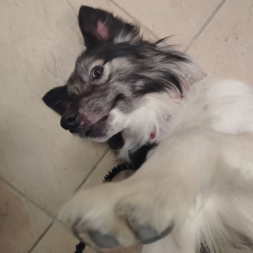 Взрослая собака в добрые руки