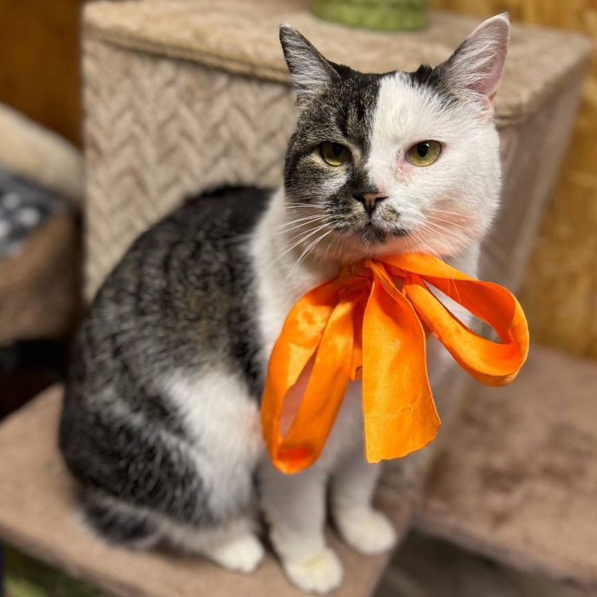 Взрослая, Девочка кошка в добрые руки