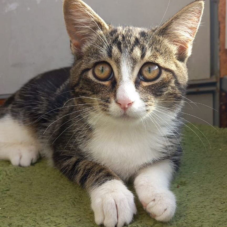 Котенок красавчик