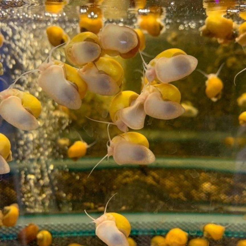 Ампулярия желтая