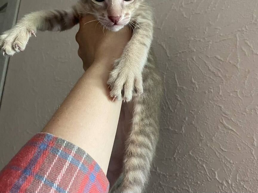 Ориентальные котята
