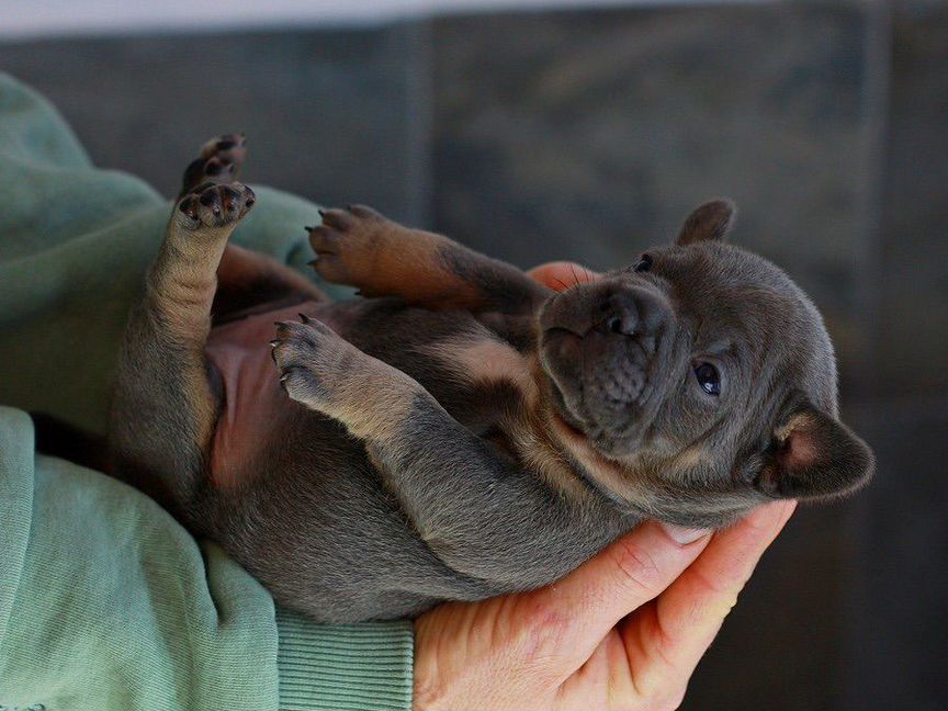 Френч Булли