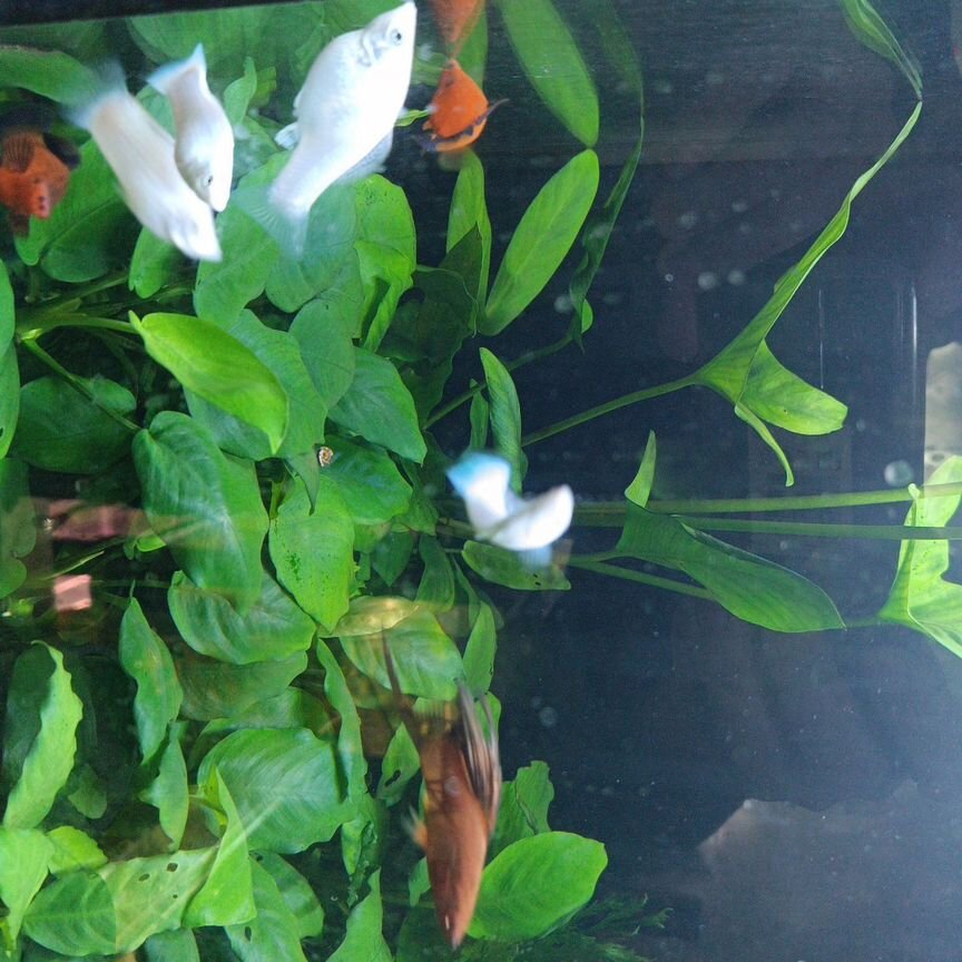 Аквариумные ростения