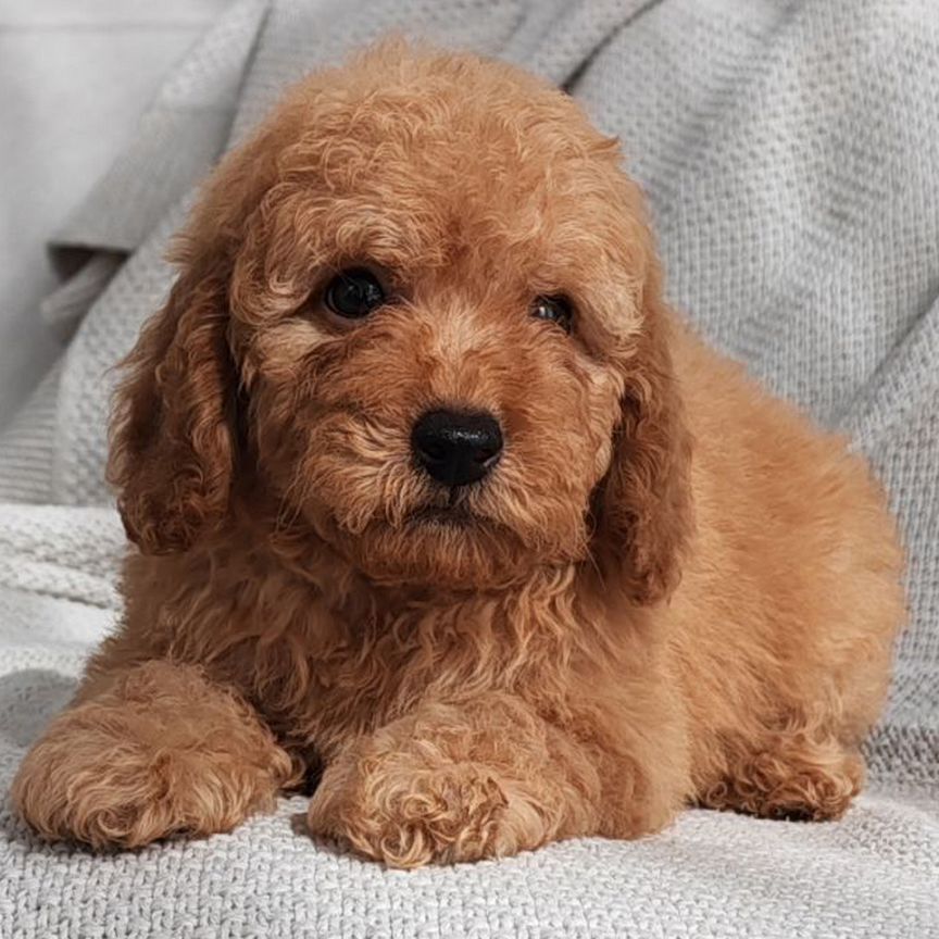 Той-пудель, щенок