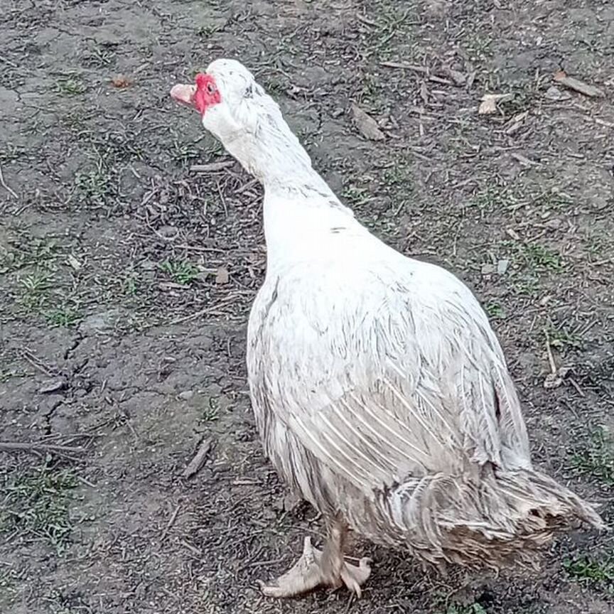 Селезень индоутки