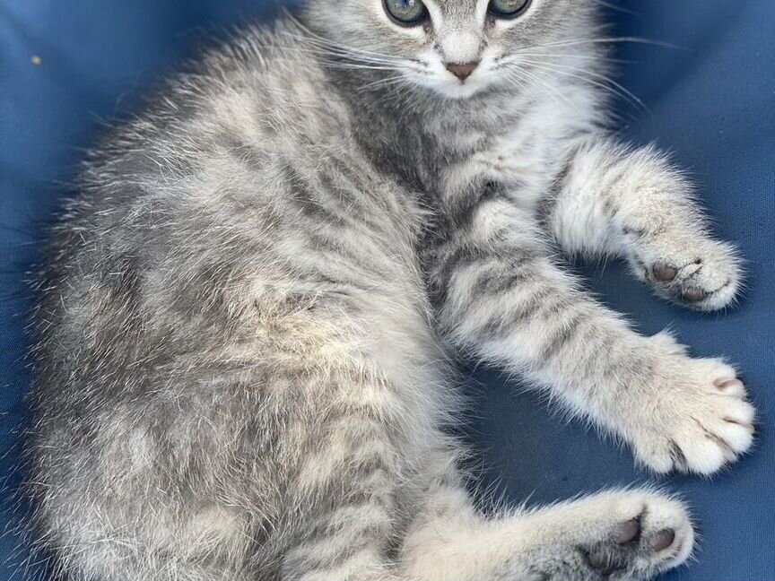 Котенок девочка в добрые руки