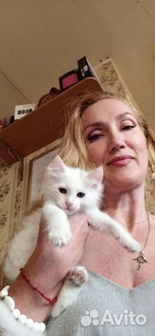 Котята турецкой ангоры