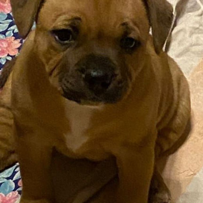 Щенки Английский Стафбуль