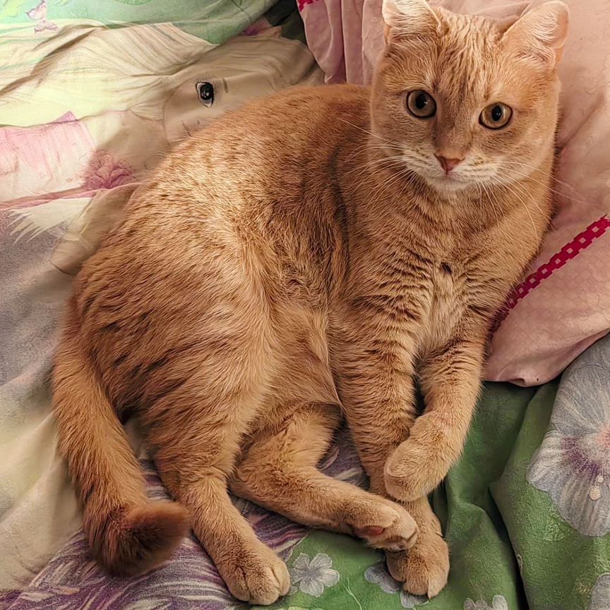 Кошка Рича, британско-ангорская