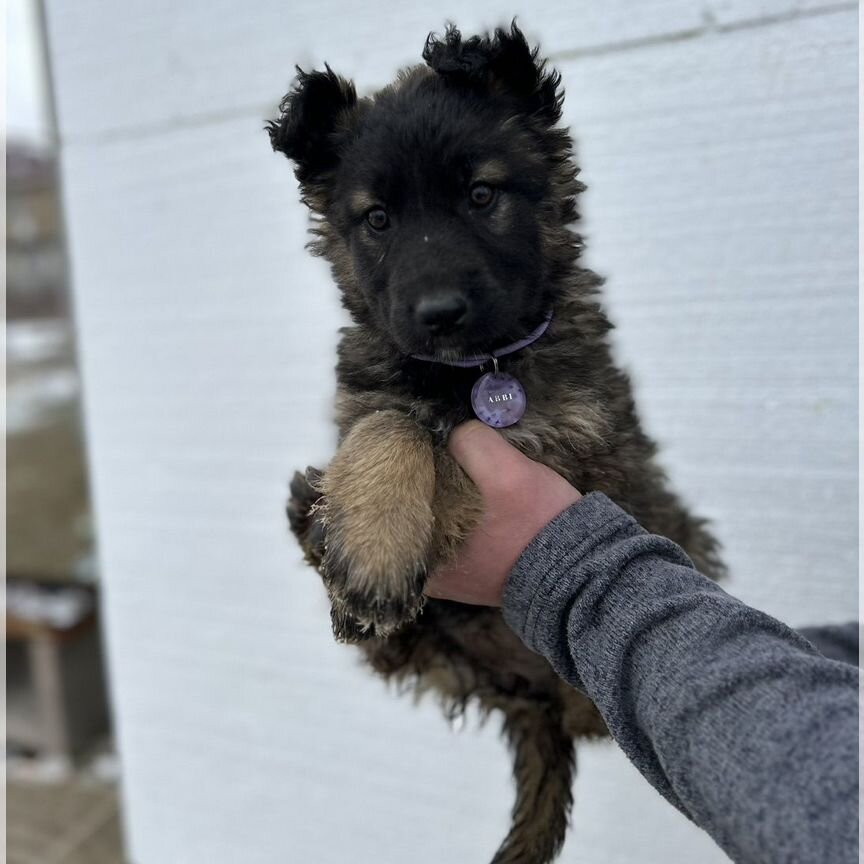 Щенок неземной красоты в добрые руки