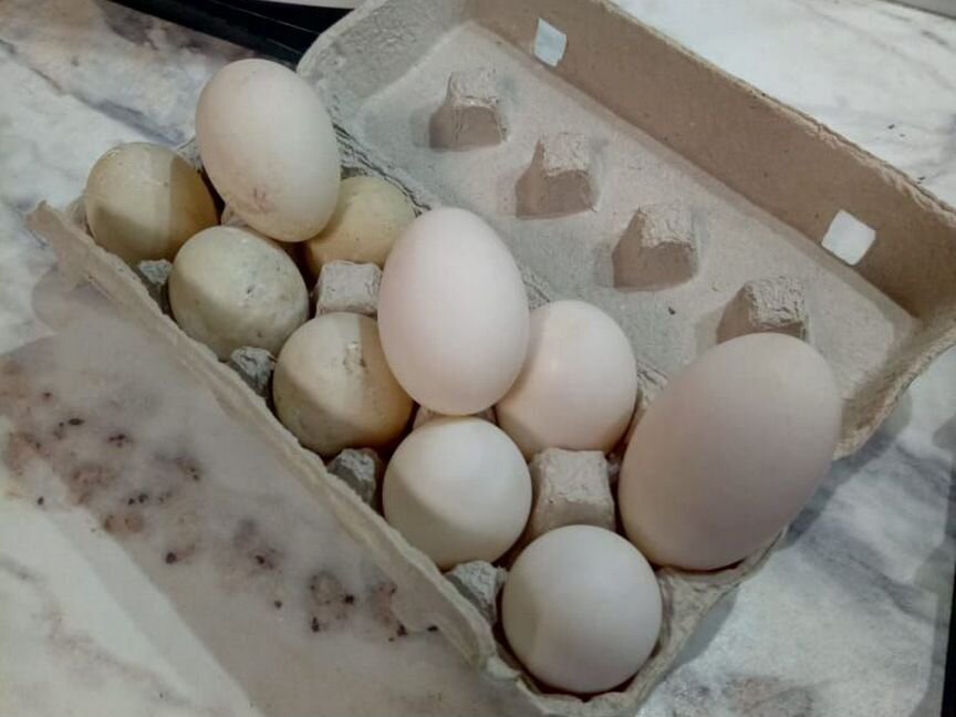 Утки Хакки Кэмпбелл