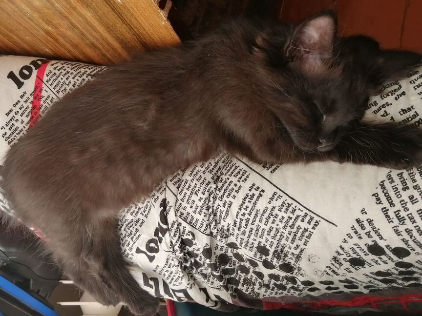 Котята в добрые руки бесплатно