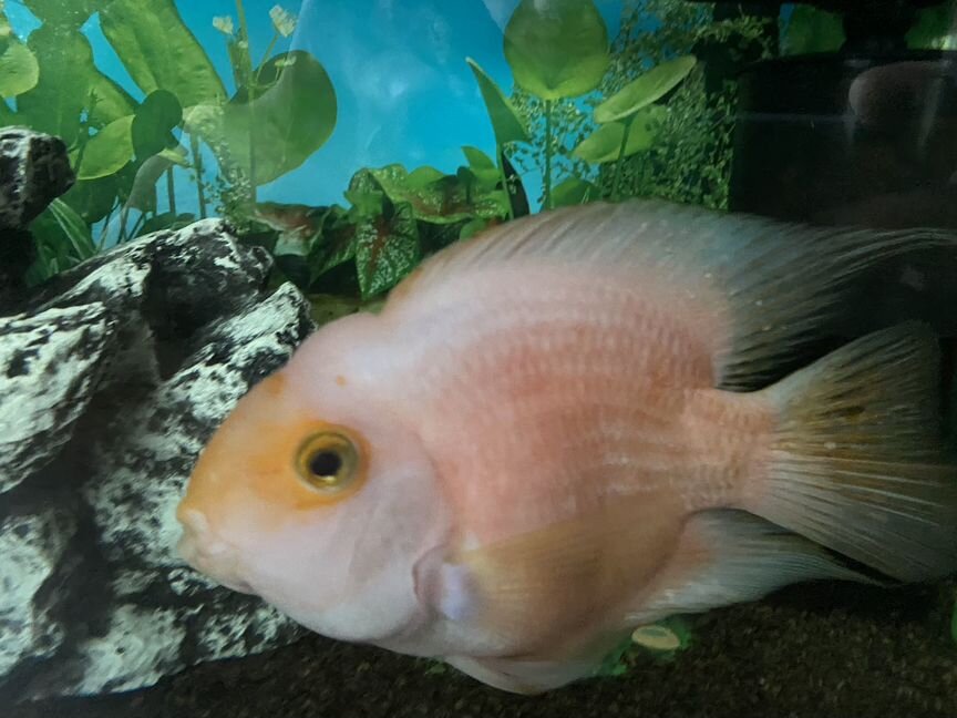 Рыба попугай