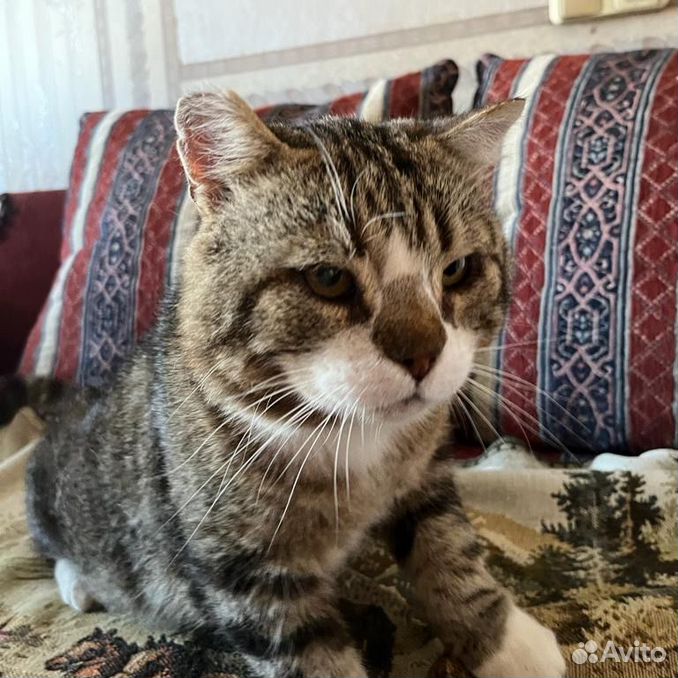 Котик- богатырь