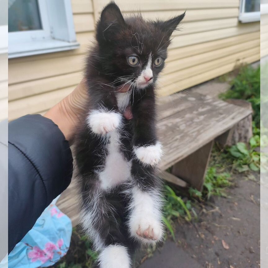 Котята