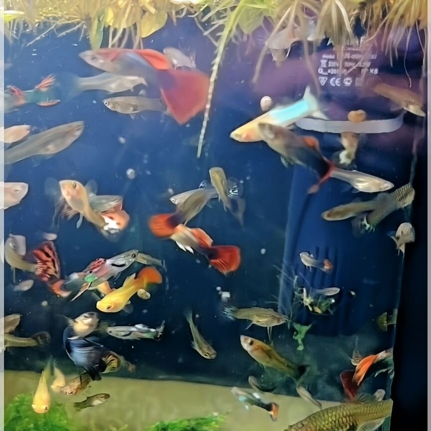 Гуппи микс подростки