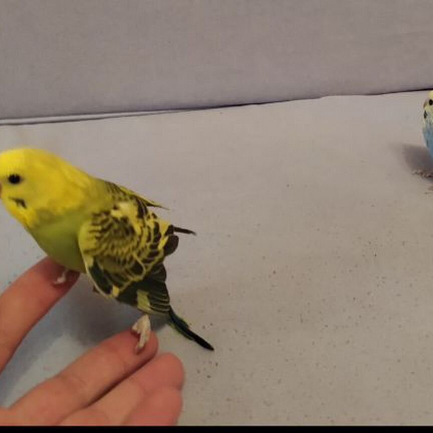 Волнистый попугай птенец