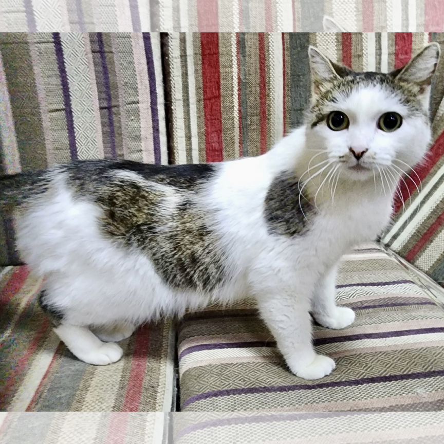 Взрослая кошка в добрые руки